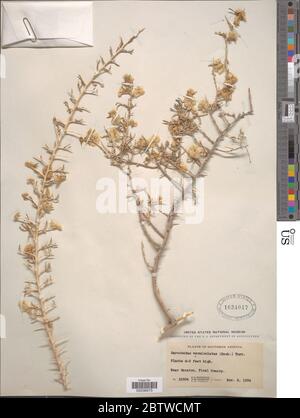 Greasewood (Sarcobatus vermiculatus Stock Photo - Alamy