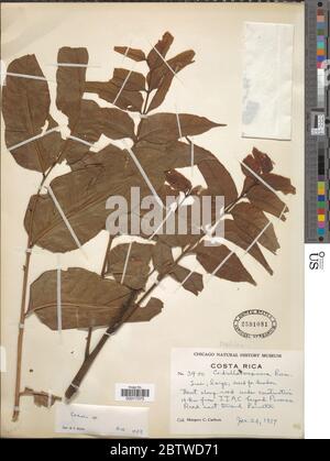 Cedrela sp Cedrela sp Stock Photo - Alamy