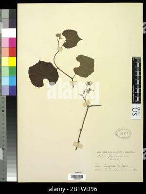 Vitis berlandieri Planch Vitis berlandieri Planch Stock Photo - Alamy