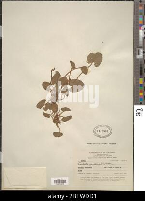 Centella erecta Centella erecta Stock Photo - Alamy