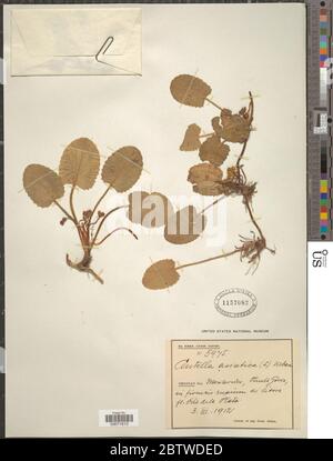 Centella erecta Centella erecta Stock Photo - Alamy