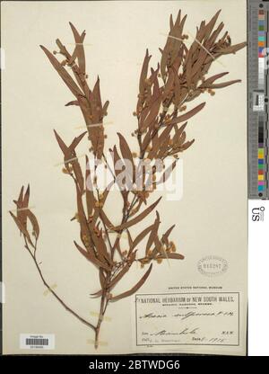 Acacia subporosa F Muell Acacia subporosa F Muell Stock Photo - Alamy