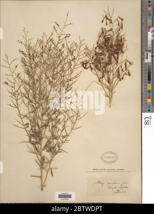 Alhagi camelorum Fisch Alhagi camelorum Fisch Stock Photo - Alamy