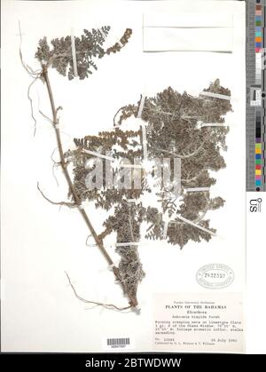 Ambrosia hispida Pursh Ambrosia hispida Pursh Stock Photo - Alamy