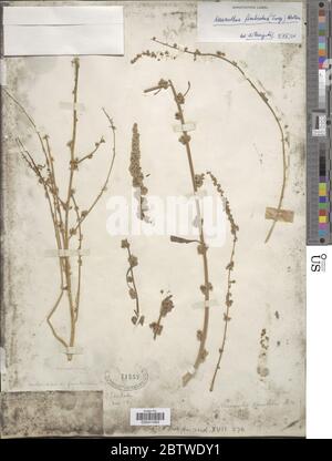 Amaranthus fimbriatus Torr Benth ex S Watson Amaranthus fimbriatus Torr ...