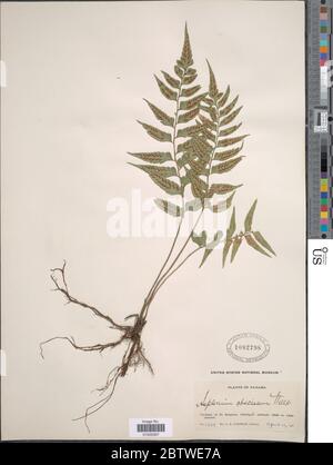 Asplenium abscissum Willd Asplenium abscissum Willd Stock Photo - Alamy