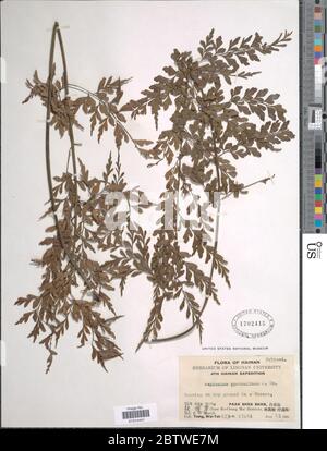 Asplenium affine Sw Asplenium affine Sw Stock Photo - Alamy