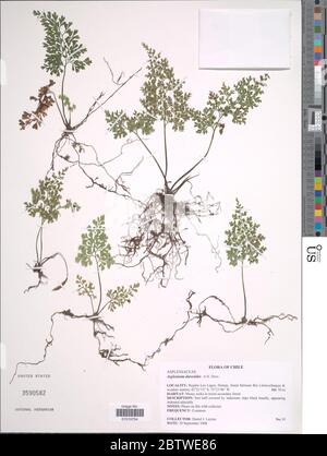 Asplenium dareoides Desv Asplenium dareoides Desv Stock Photo - Alamy