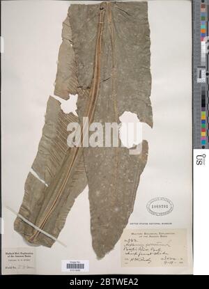 Asplenium serratum L Asplenium serratum L Stock Photo - Alamy