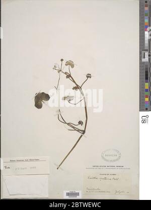 Caltha natans Pall Caltha natans Pall Stock Photo - Alamy