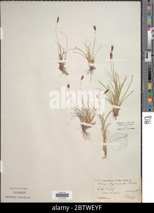 Carex pyrenaica Carex pyrenaica Stock Photo - Alamy