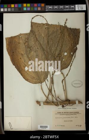 Claoxylon longifolium Blume Endl Hassk Claoxylon longifolium Blume Endl ...