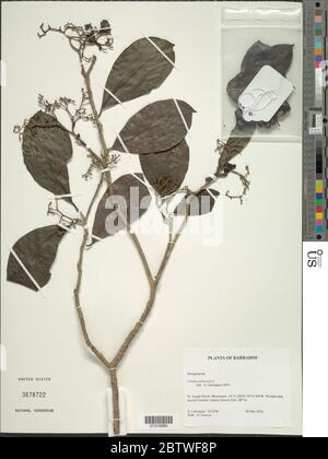 Cordia collococca L Cordia collococca L Stock Photo - Alamy