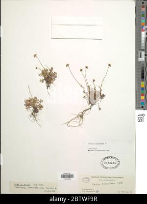 Cotula turbinata L Stock Photo - Alamy