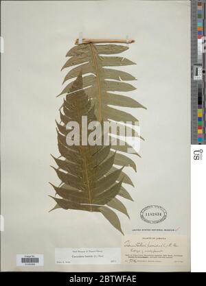 Cyathea horrida L Sm Cyathea horrida L Sm Stock Photo - Alamy