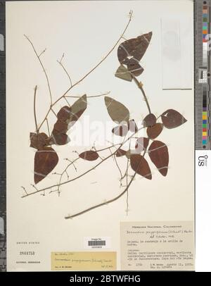 Desmodium poepppigiamum Desmodium poepppigiamum Stock Photo - Alamy