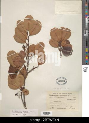 Erythroxylum rufum Cav Erythroxylum rufum Cav Stock Photo - Alamy