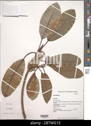 Ficus trigonata L Ficus trigonata L Stock Photo - Alamy
