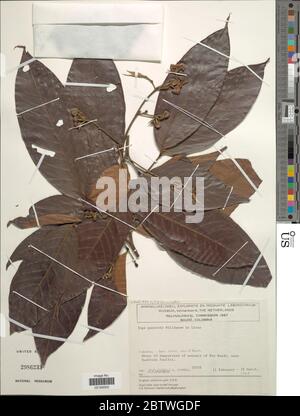 Inga punctata Willd Inga punctata Willd Stock Photo - Alamy