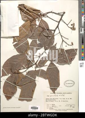 Inga punctata Willd Inga punctata Willd Stock Photo - Alamy