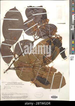 Inga punctata Willd Stock Photo - Alamy