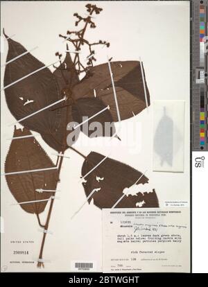 Leandra sanguinea Gleason Leandra sanguinea Gleason Stock Photo - Alamy