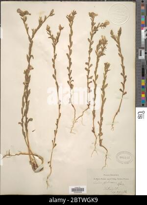 Linum pubescens Sol Banks Linum pubescens Sol Banks Stock Photo - Alamy