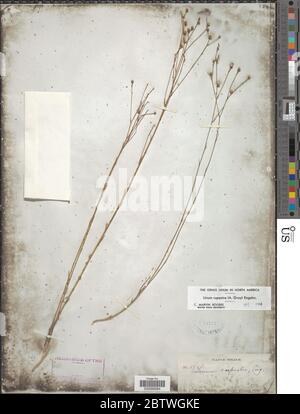 Linum rupestre Engelm Linum rupestre Engelm Stock Photo - Alamy