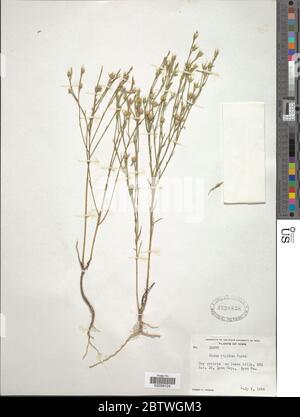 Linum rigidum Pursh Stock Photo - Alamy