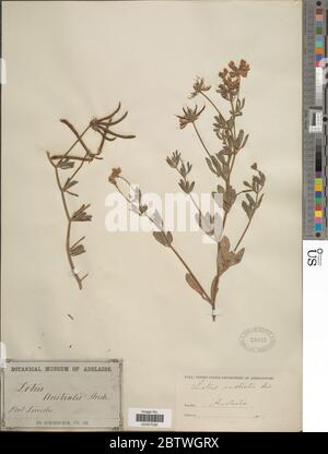 Lotus australis Andrews Lotus australis Andrews Stock Photo - Alamy