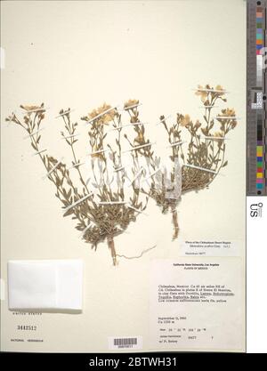 Menodora scabra A Gray Menodora scabra A Gray Stock Photo - Alamy