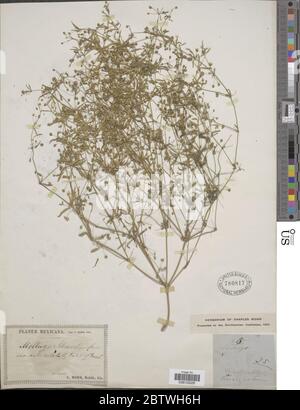 Mollugo verticillata L Mollugo verticillata L Stock Photo - Alamy