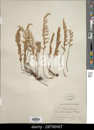 Myriopteris rufa Fe Myriopteris rufa Fe Stock Photo - Alamy
