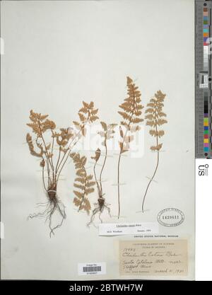 Myriopteris rufa Fe Myriopteris rufa Fe Stock Photo - Alamy