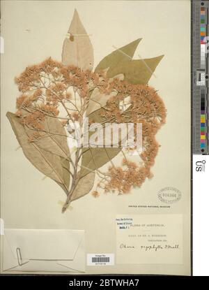 Olearia argophylla Olearia argophylla Stock Photo - Alamy
