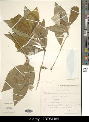 Olearia argophylla Olearia argophylla Stock Photo - Alamy