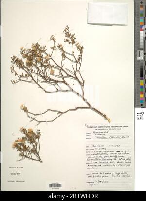 Olearia muelleri Sonder Benth Olearia muelleri Sonder Benth Stock Photo ...