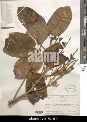 Ormosia macrophylla Ormosia macrophylla Stock Photo - Alamy