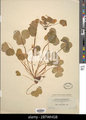 Oxalis oregana Nutt Oxalis oregana Nutt Stock Photo - Alamy