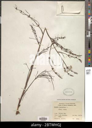 bulblet-bearing water hemlock (Cicuta bulbifera Stock Photo - Alamy