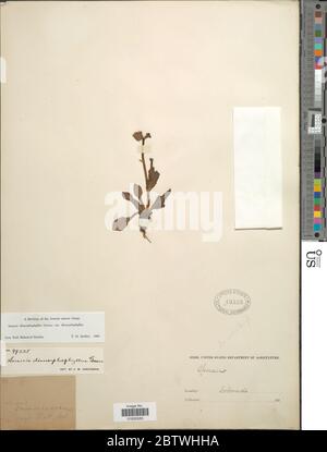 Packera dimorphophylla Greene WA Weber Lve Packera dimorphophylla ...