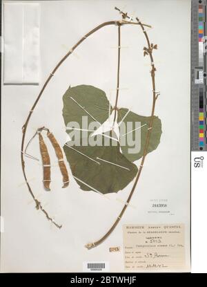 Pachyrhizus erosus L Urb Pachyrhizus erosus L Urb Stock Photo - Alamy