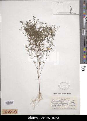 Paronychia sp Paronychia sp Stock Photo - Alamy