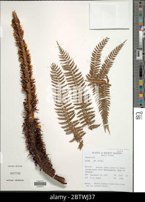 Polystichum sp Polystichum sp Stock Photo - Alamy