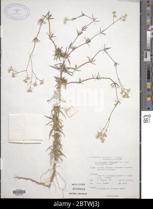 Polycarpaea corymbosa L Lam Polycarpaea corymbosa L Lam Stock Photo - Alamy