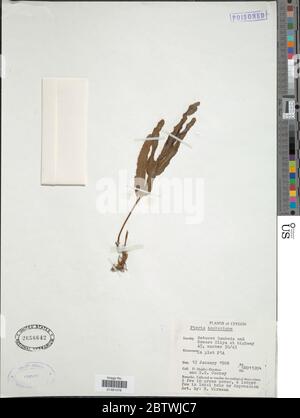 Pteris sp Pteris sp Stock Photo - Alamy