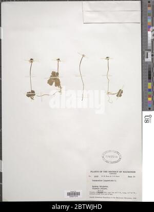 Ranunculus lapponicus L Ranunculus lapponicus L Stock Photo - Alamy