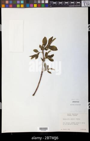 Pyrularia pubera Michx Pyrularia pubera Michx Stock Photo - Alamy