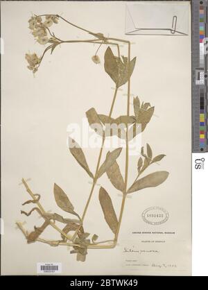 Silene inflata Sm Silene inflata Sm Stock Photo - Alamy