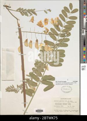 Sesbania speciosa Sol F Br Sesbania speciosa Sol F Br Stock Photo - Alamy